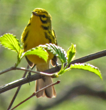 Marie Winn's Central Park Nature News