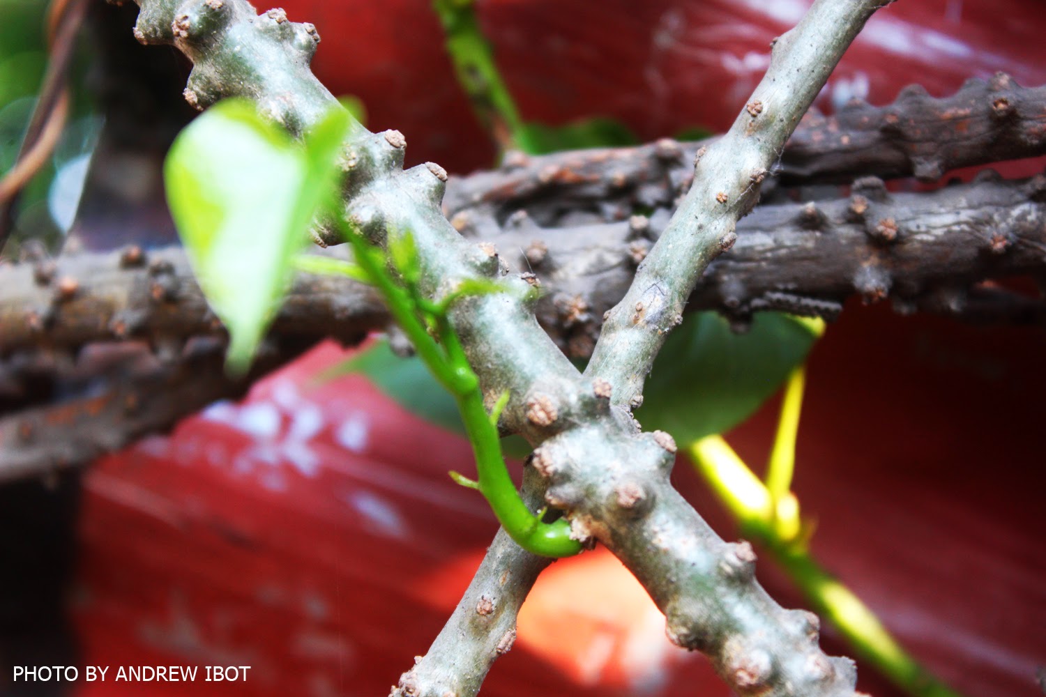 Ako si ANDREW IBOT!: Makabuhay (Tinospora rumphii Boerl)