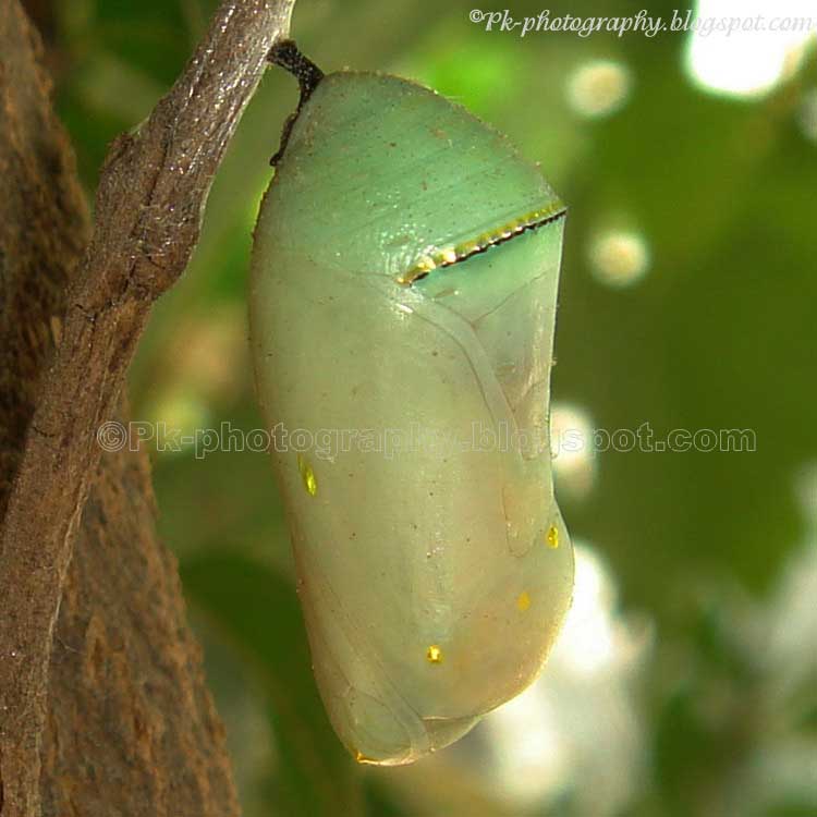 Butterfly Pupa Definition at Eden Mandalis blog