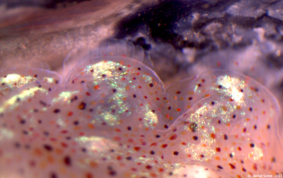 The Natural History of Bodega Head: Living paint