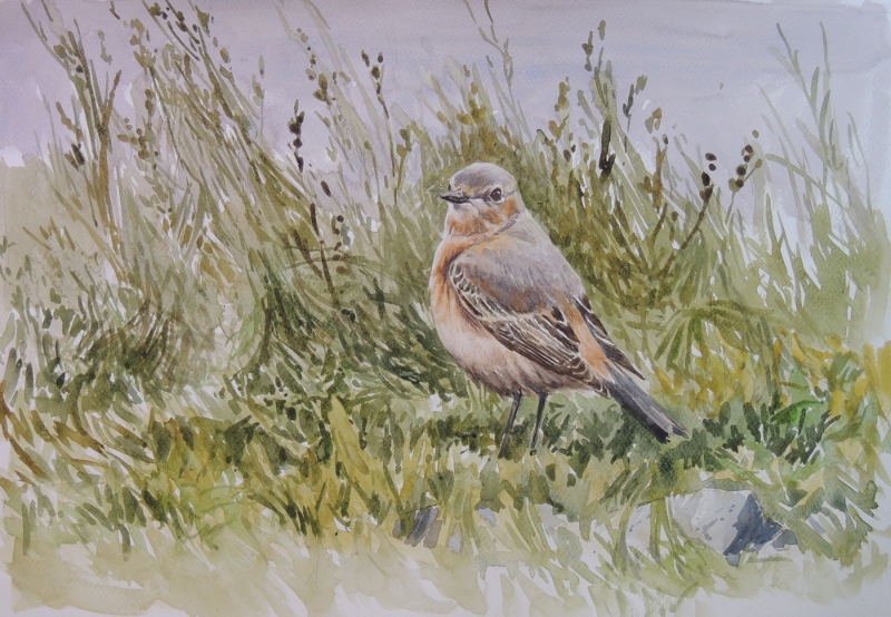 Tim Wootton Wildlife Art: Slow Start to the Blogging Year