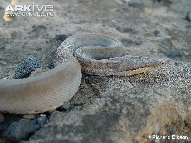 Life is short, but snakes are long: Round Island splitjaw snakes