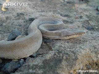 Life is short, but snakes are long: Round Island splitjaw snakes