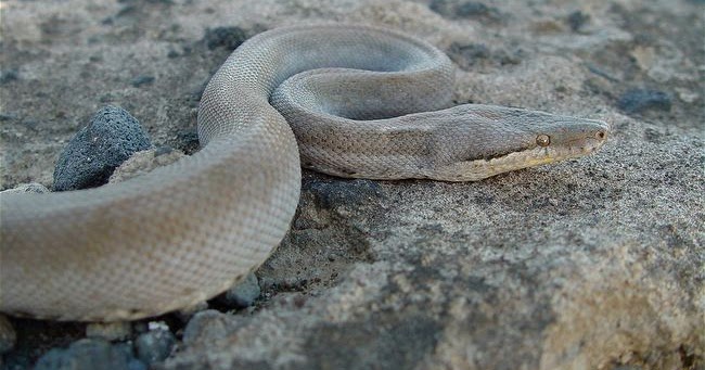 Life is short, but snakes are long: Round Island splitjaw snakes