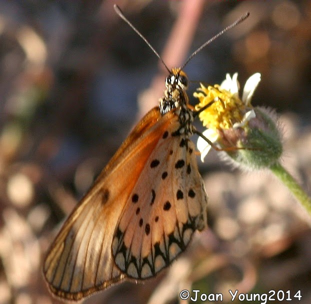 South African Photographs: Small Orange Acraea to Dancing Acraea