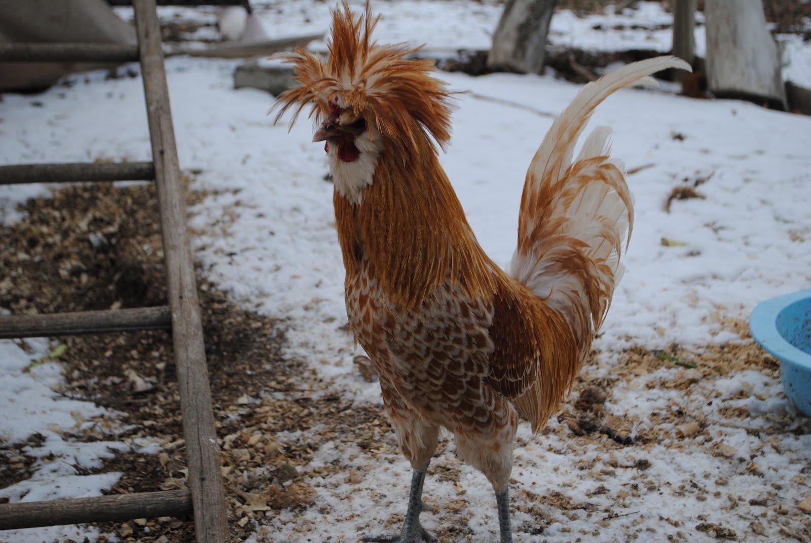 Wabi Sabi Woman Dead Sexy Rooster