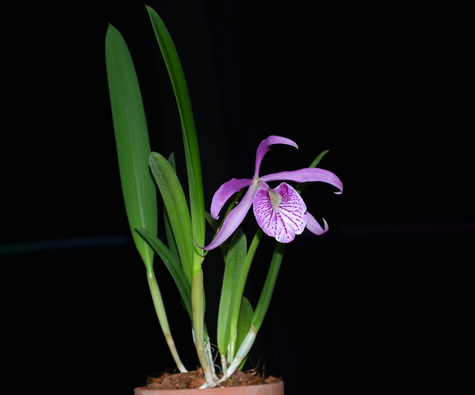 Bl. Morning Glory - Orchid Board - Most Complete Orchid Forum on the web