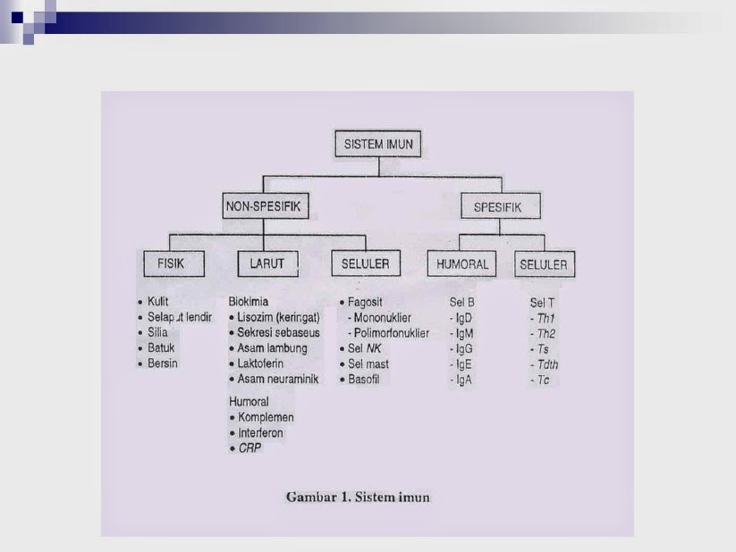 Catatan Kecil Nurul: ANATOMI DAN FISIOLOGI SISTEM IMUNITAS MANUSIA