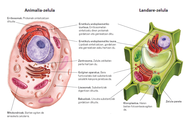Biologia-Geologia DBH1: ZELULA EUKARIOTA
