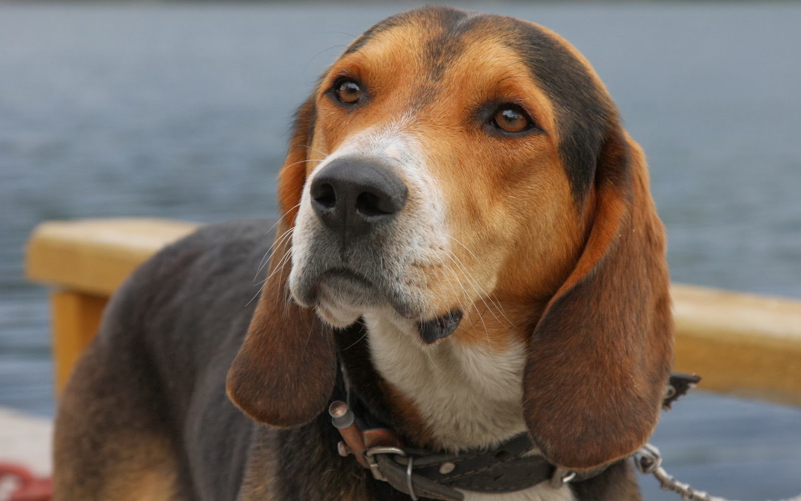 Fotos de perro tiernos - Fotos Bonitas de Amor | Imágenes Bonitas de Amor