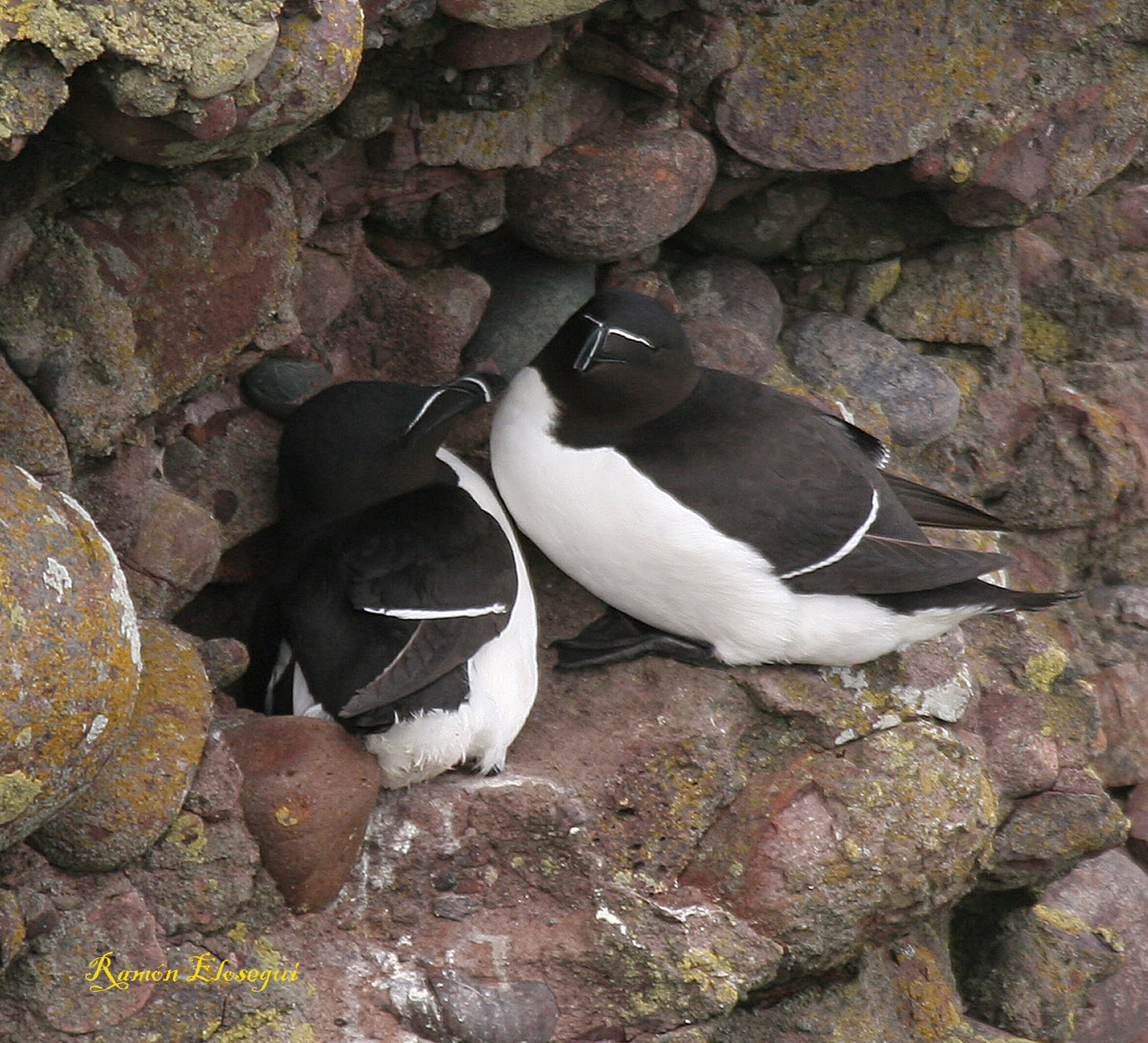 HEGAZTIKLIK: ALCA COMUN (Alca torda)