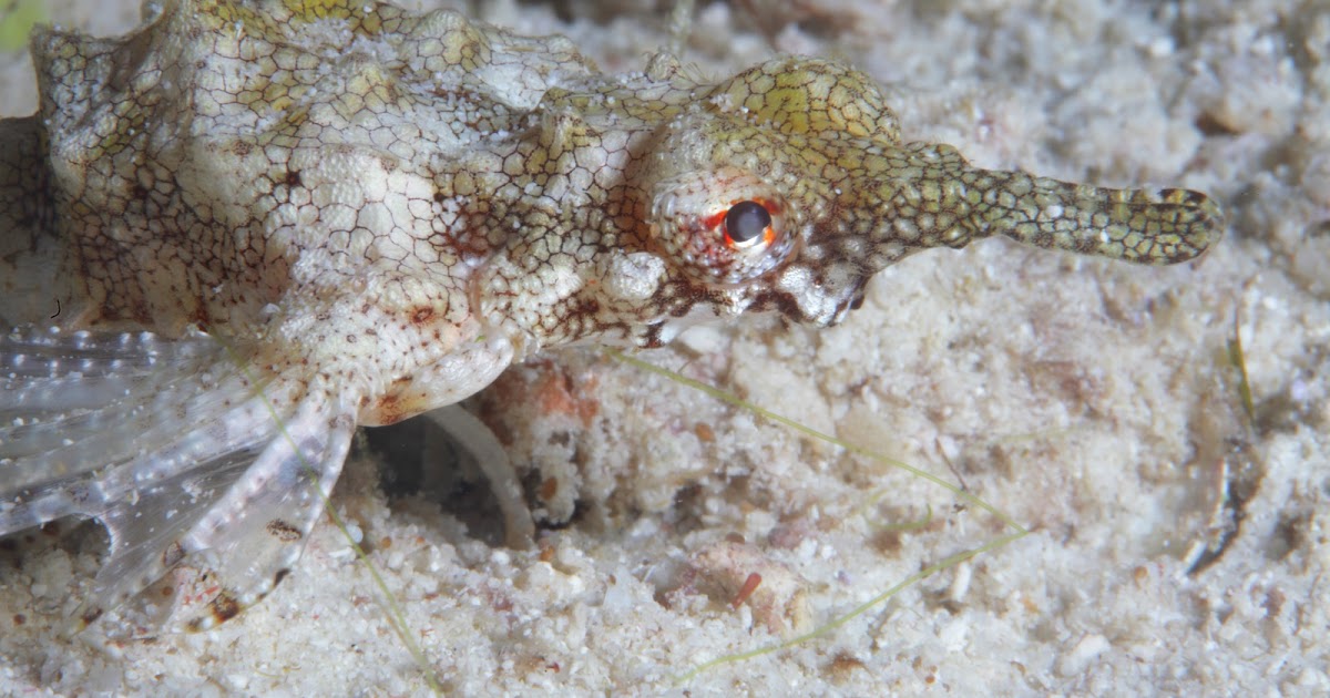 Real Monstrosities: Sea Moth