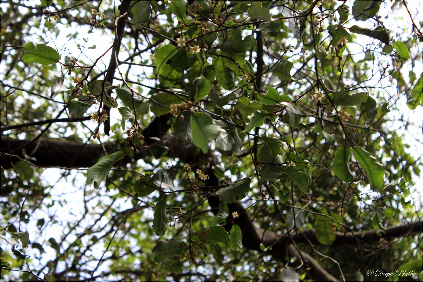 Bakul flowers - Random Photography