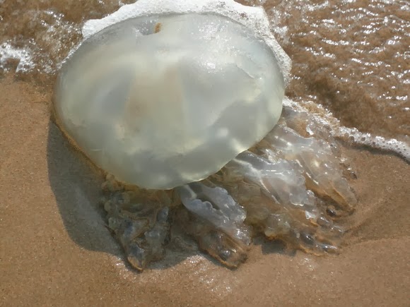 Isso É Estúpido: A utilidade real de uma alforreca