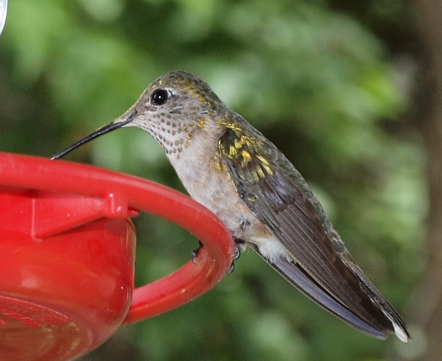 Birding Is Fun!: Broad-tailed Hummingbird