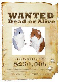 Faith'sbook: Missing: Hamsters