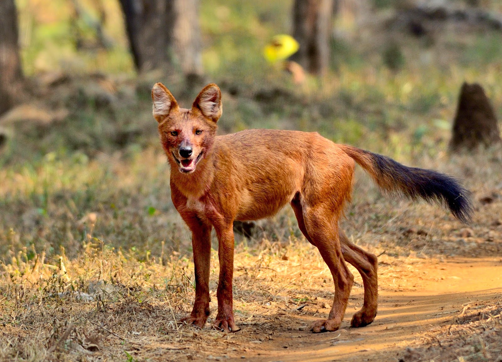 Nature Beckons: In Search of a Tiger - Tadoba Andheri Tiger Reserve