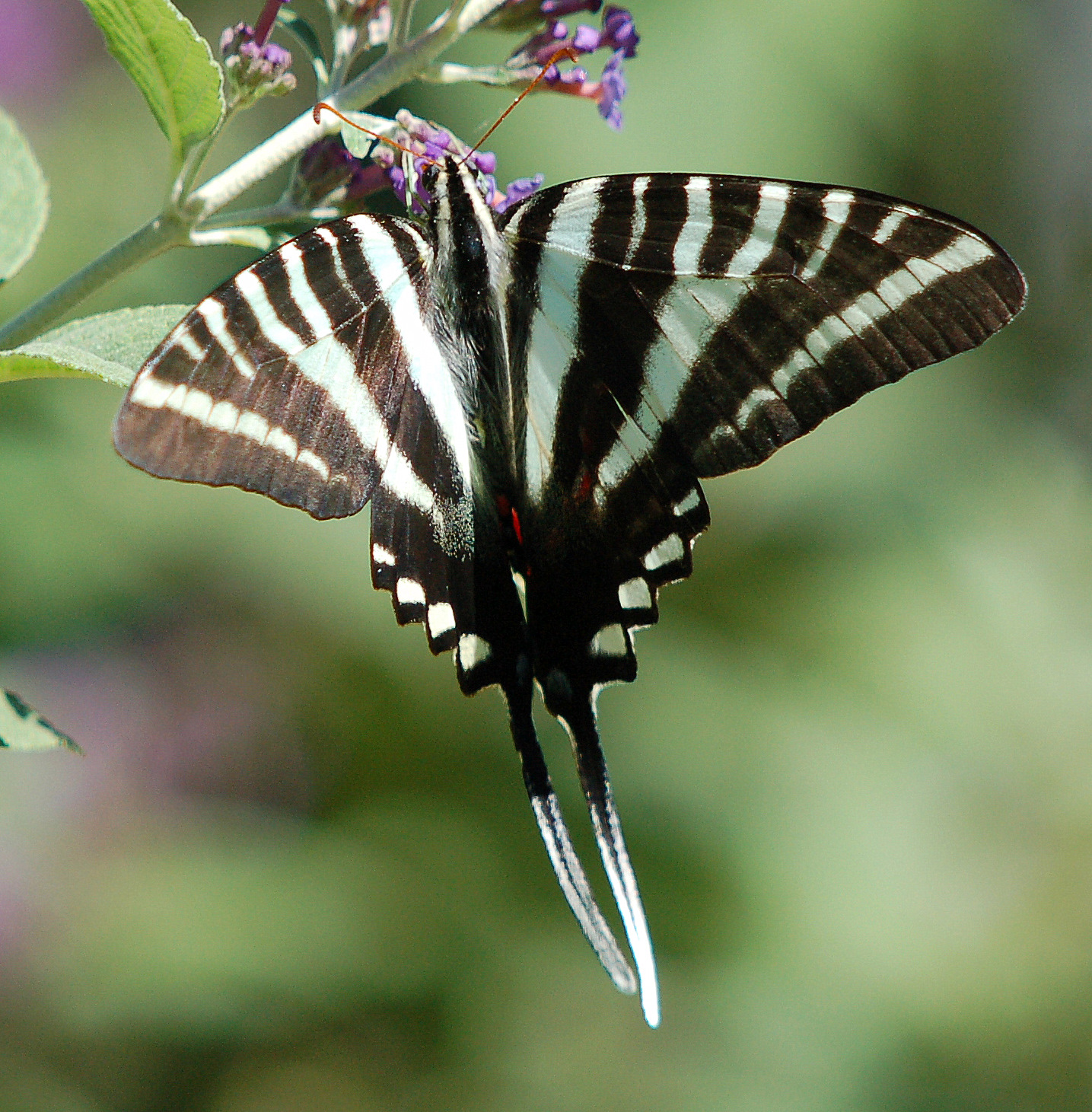 Walking In Beauty: Zebra Swallowtail