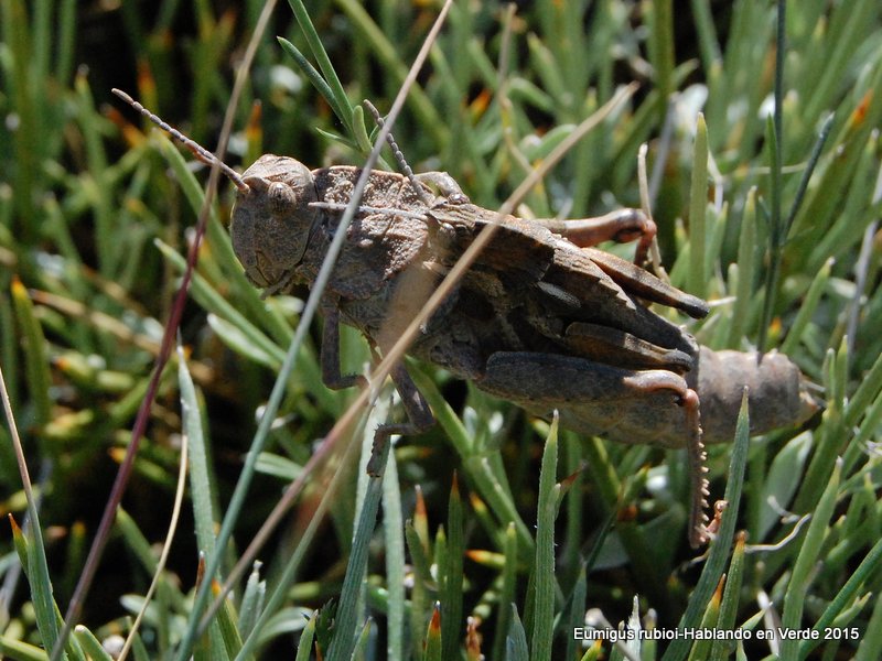 Hablando en verde: Saltamontes áptero en Sierra Nevada