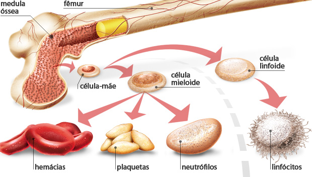 Resposta Imunológica Humoral | Eu Quero Biologia