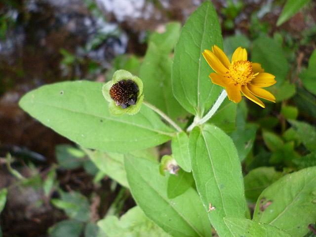 Butter Daisy or Million Gold - Karabu Mal | SL Flora