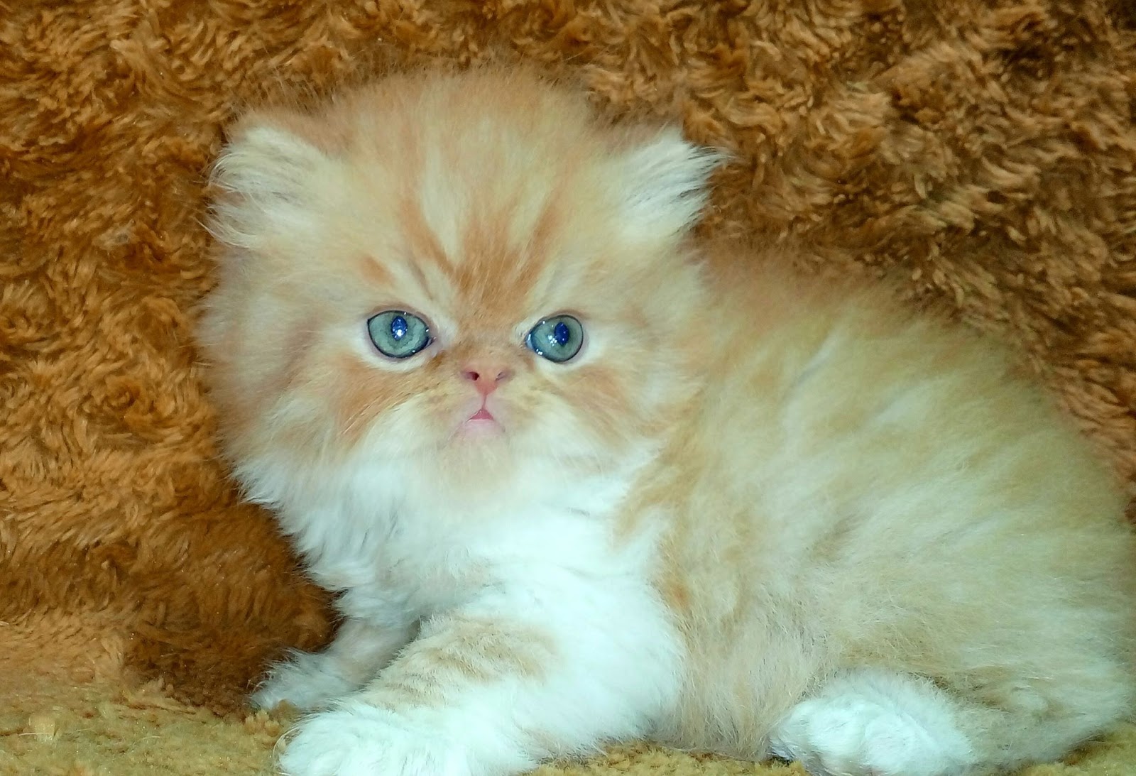 Jual Kucing Bandung | Kucing Bandung