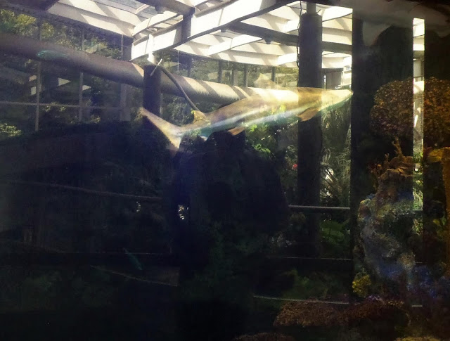 DEBBIE-DABBLE BLOG: Pittsburgh Zoo and PPG Aquarium