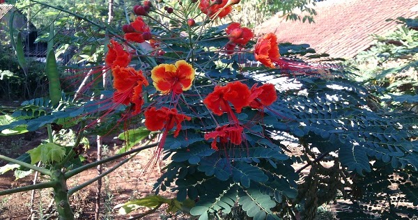 Bunga Merak Yang Indah Dan Berfaedah | SAYA SUKA BUNGA