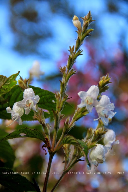 Sri Lankan Travelogue : Mesmerized by Millions of Petals - Nelu Blossom ...