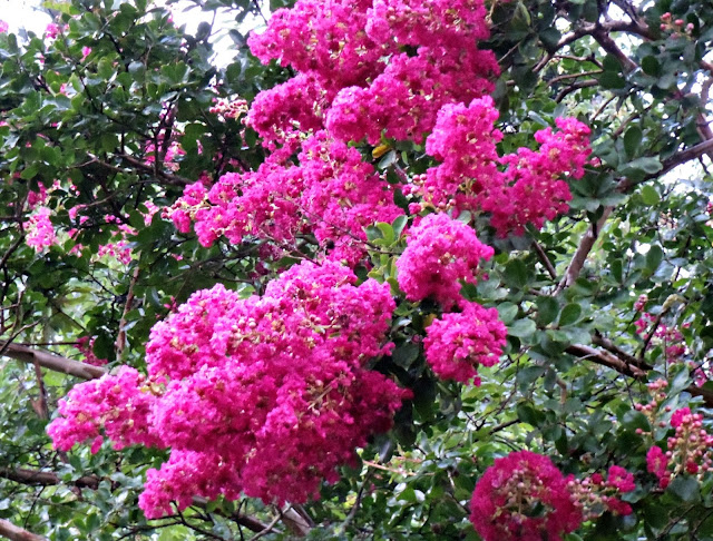 Upstairs Downstairs: Early August Garden