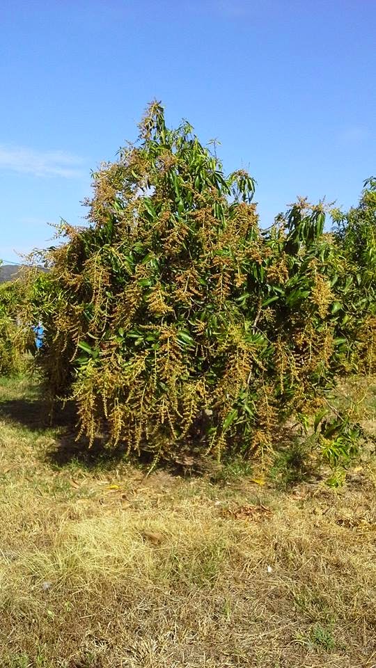 HERBAGREEN BAJA ORGANIK UNTUK SEMUA TANAMAN DAN PENTERNAKAN.REVOLUSI ...