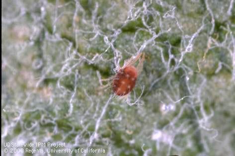 Sustainable Ag: A View from the Field: Red Mites: Might They Be New ...