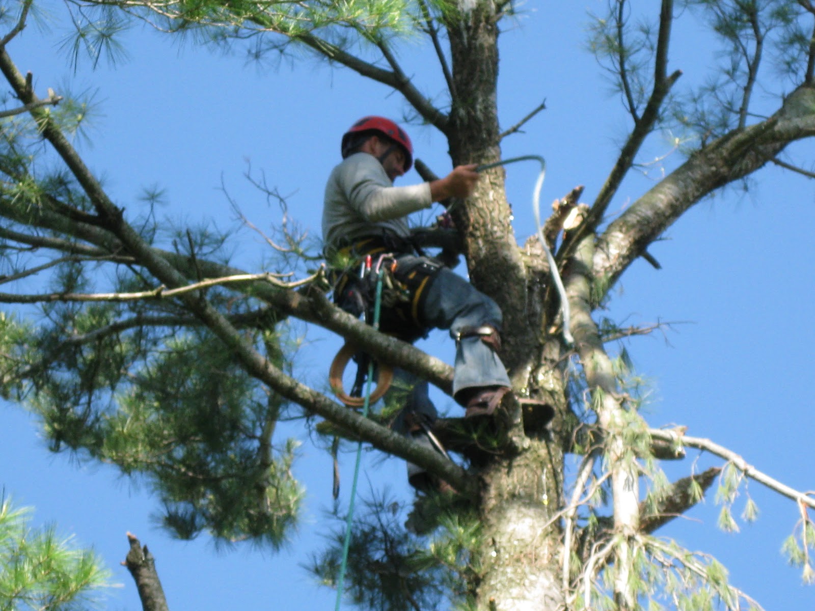 TCGCC Grounds Blog: Tree Climbers