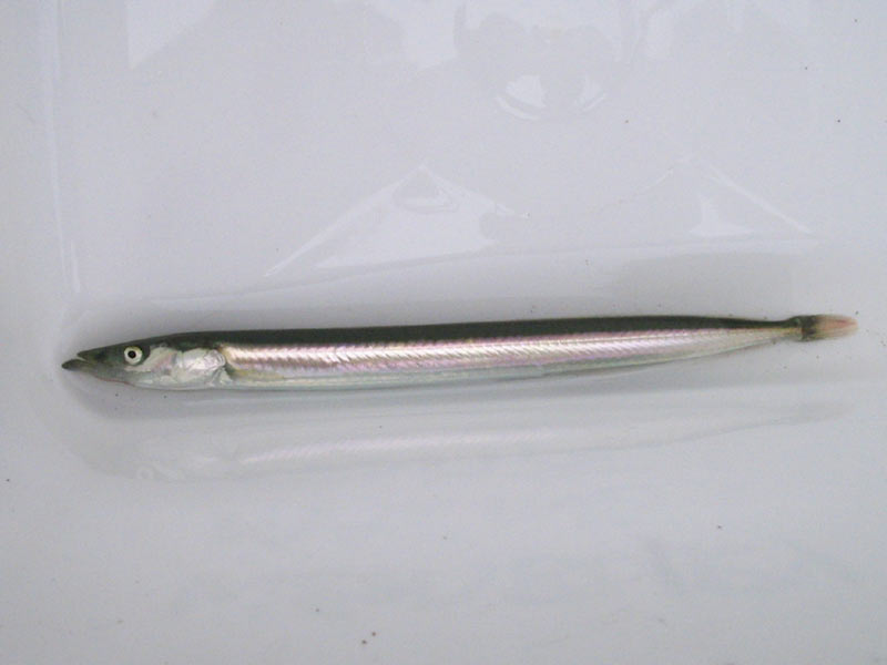 County Angler: Using sand eels as bait