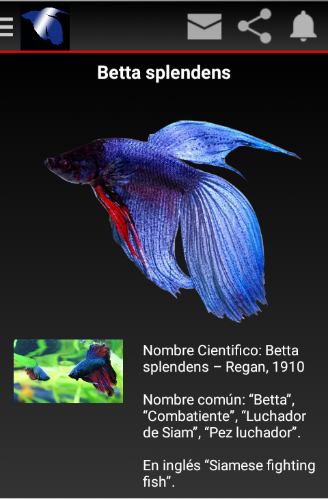 Grupo Betta Guatemala Oficial: Grupo Betta GT App Oficial