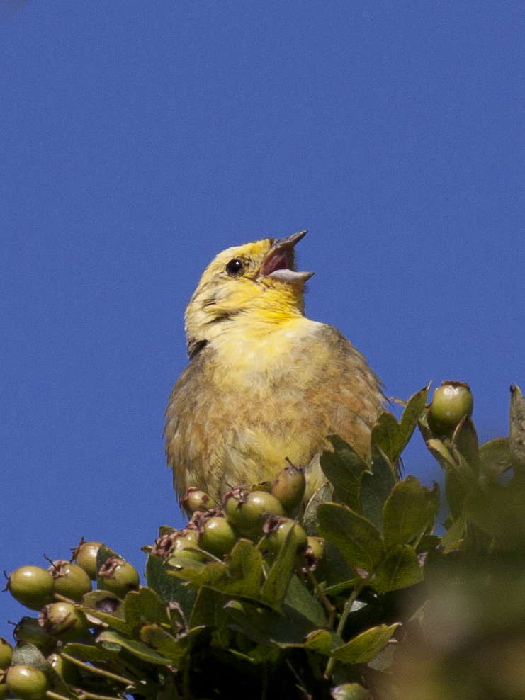 Yellow Bunting Bird