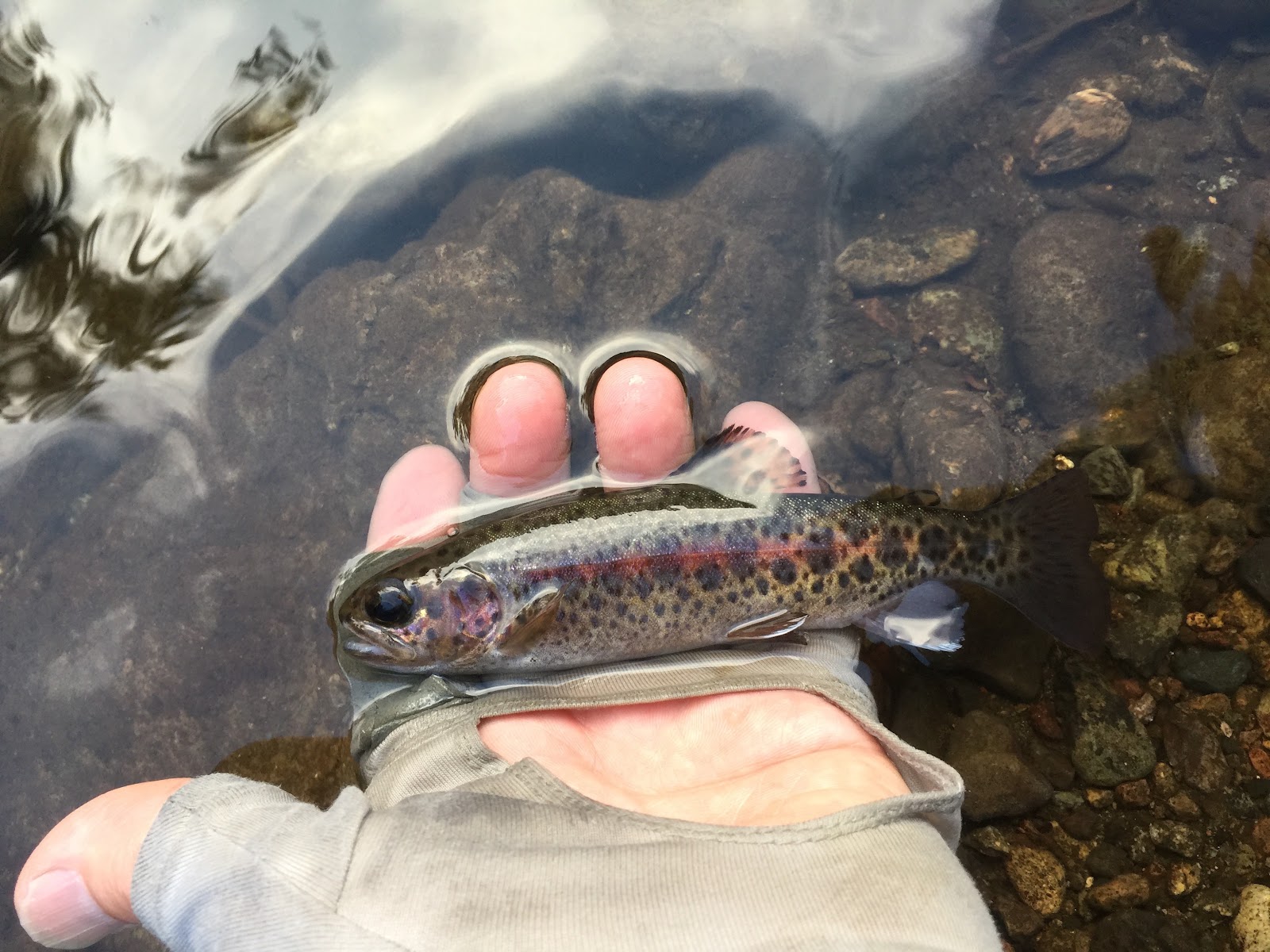 Fish B4U Fly: Fly Fishing in Ecuador - 2/2016 - Trout on the Equator?