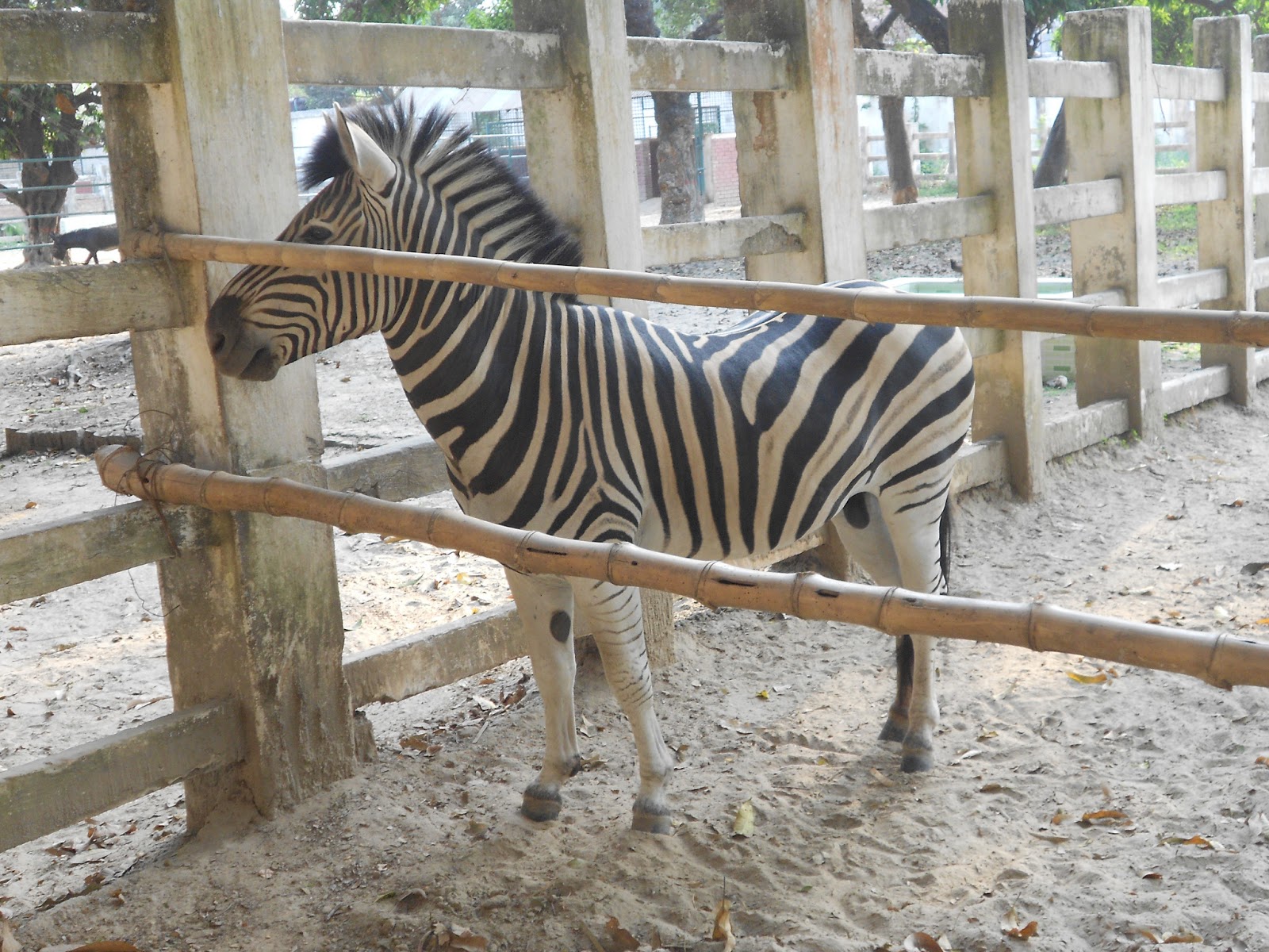 Natural Picture: A zebra