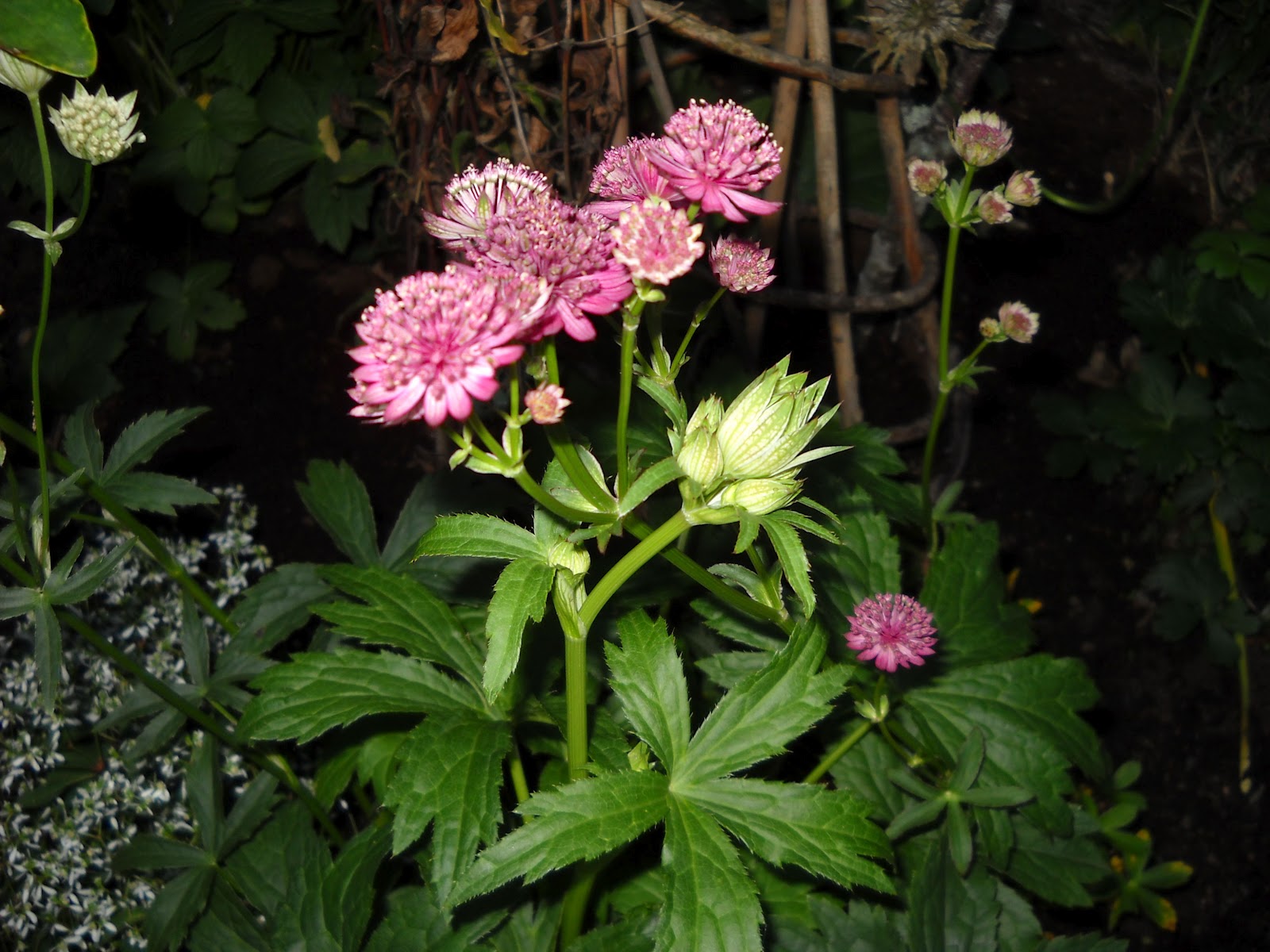 Maribels Garden: Blommor i augusti
