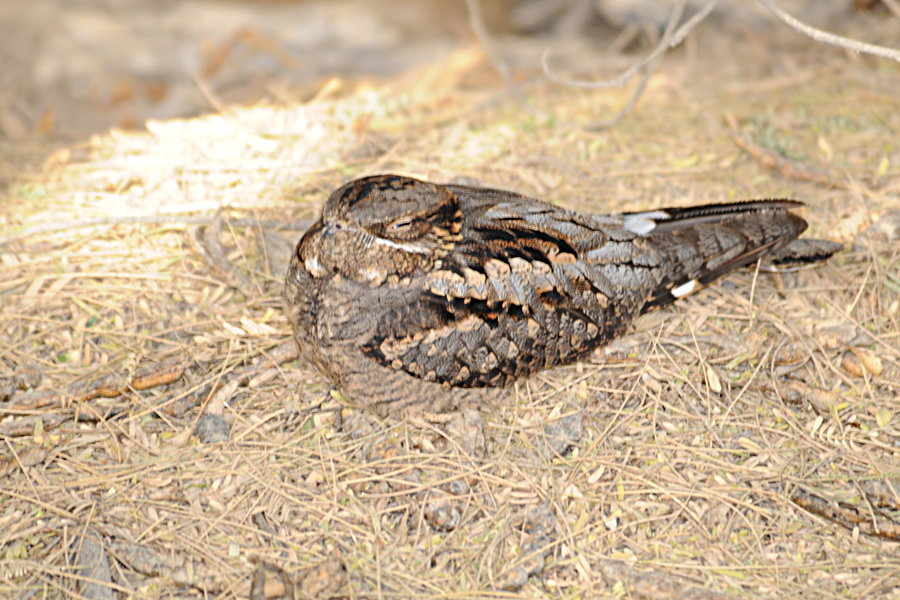 Birds of Saudi Arabia: European Nightjar in the Eastern Province of ...