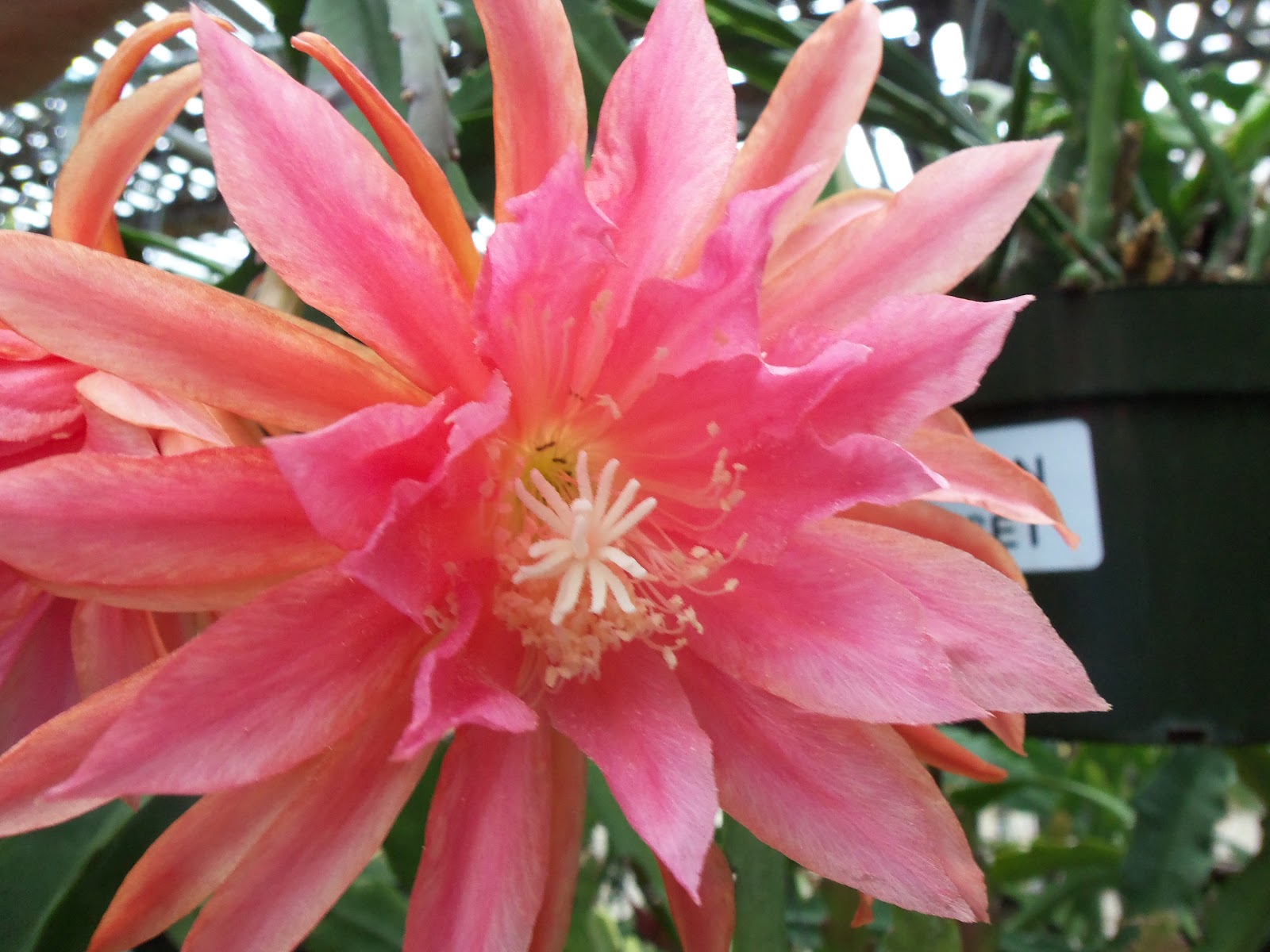 The Epiphyllum Garden: A Few Blooms today at the Pentico