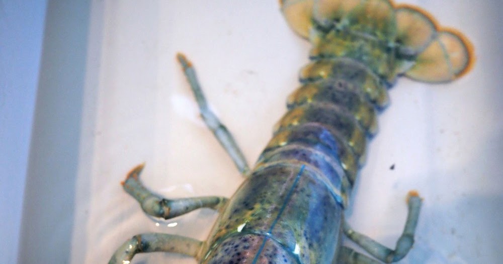 No Mar Profundo: Rara lagosta azul é pescada na costa leste dos EUA