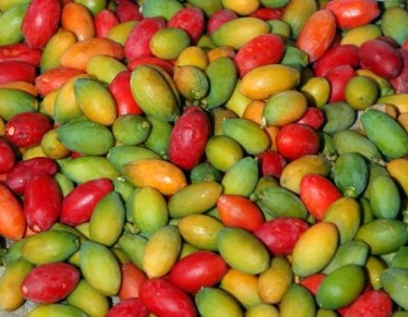Fruit Warehouse: Melinjo ( Gnetum gnemon )