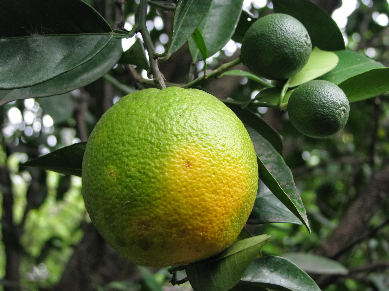 Adolfo Neto: A história da "invenção" da casca de laranja, recontada ...