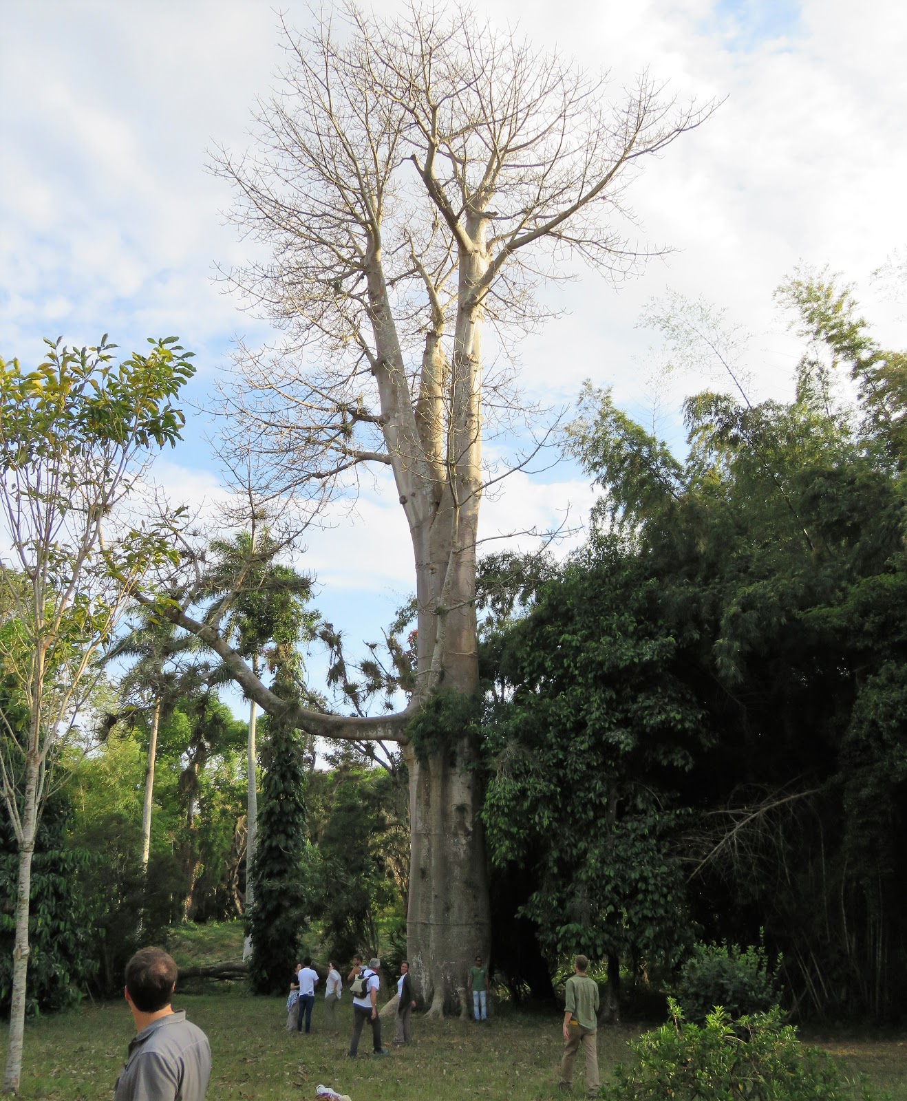 Bongo Fury solved with Bombacoid name