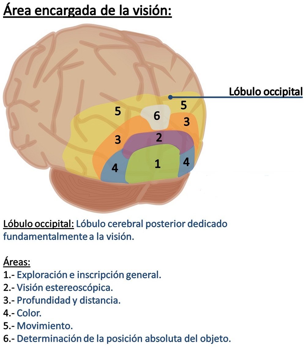 VÍA PARVOCELULAR Y MAGNOCELULAR.