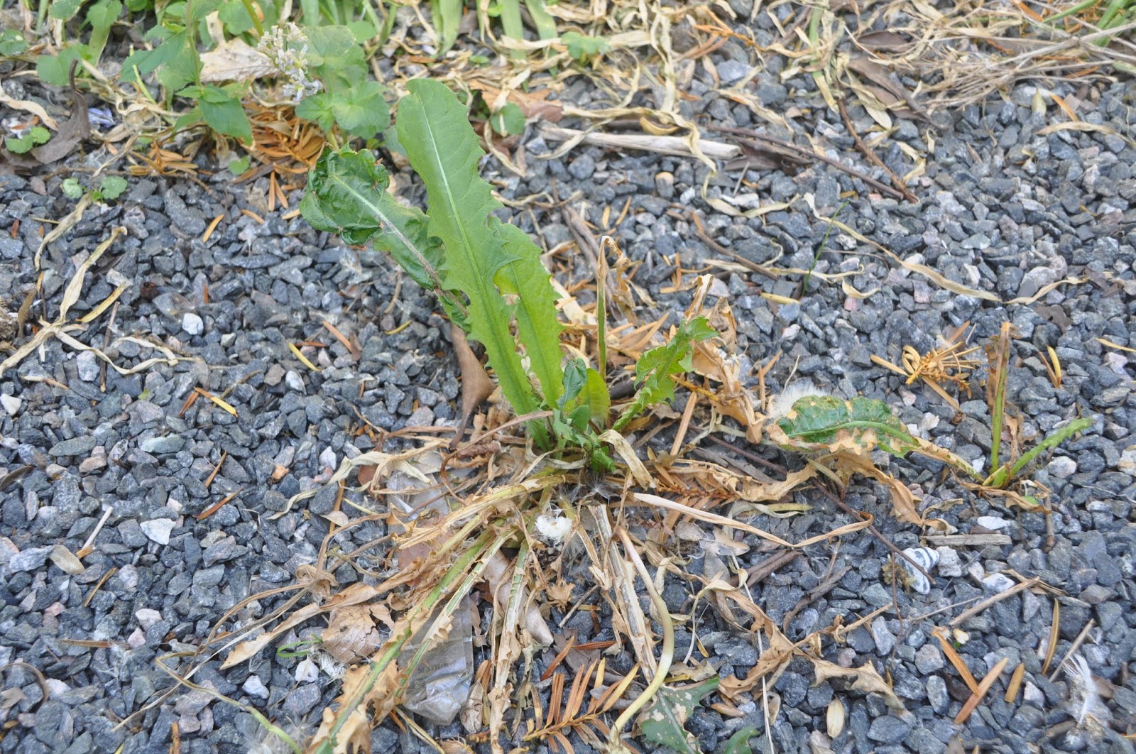 My Hopeless Garden: Eddik mot ugress- virker det?