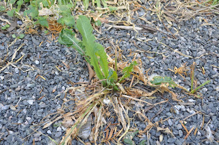 My Hopeless Garden: Eddik mot ugress- virker det?