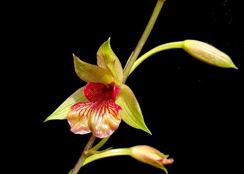 Asociación Jalisciense de Orquideología: Descripciones de Plantas (A-E)