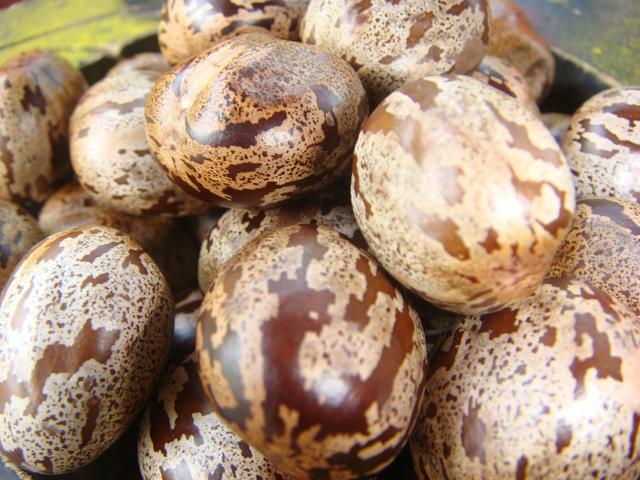 BATASAN HANYALAH ILUSI: Main Biji Getah